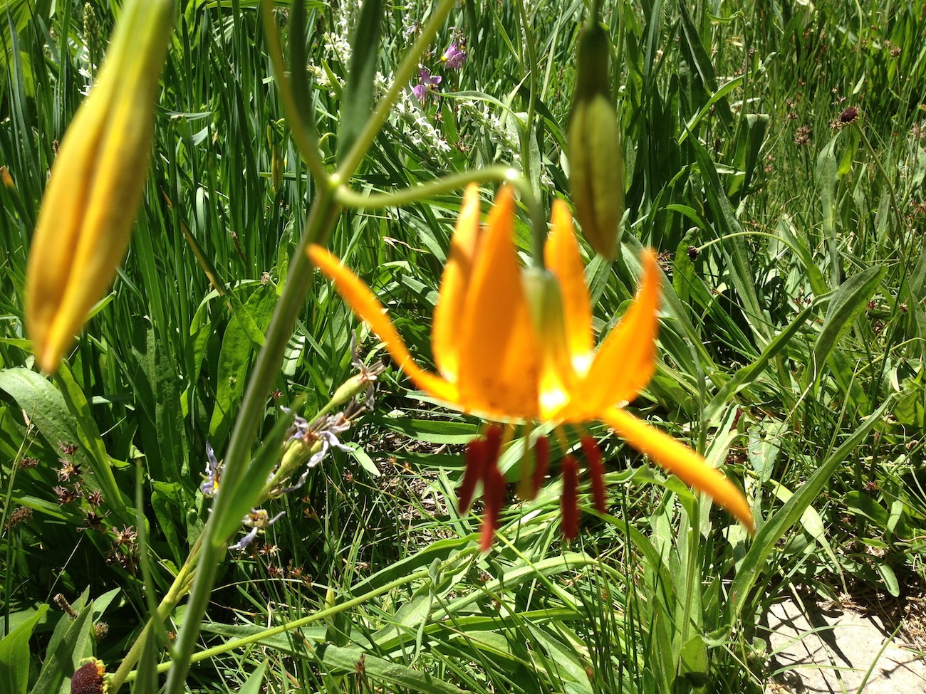 Hiker photos — Mt Williamson Motel and Basecamp