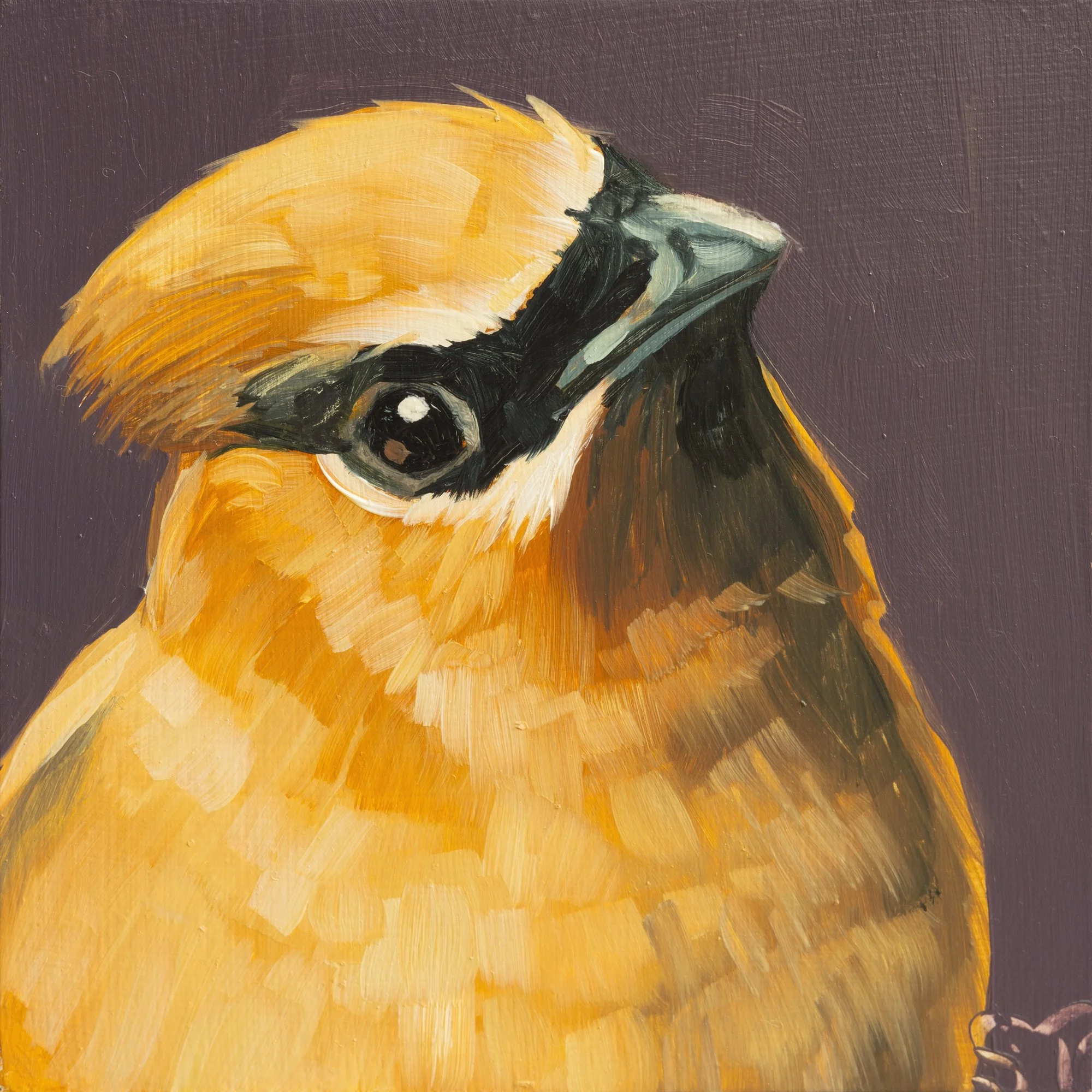 4x4 Bird Portraits — SHEILA M. EVANS STUDIO