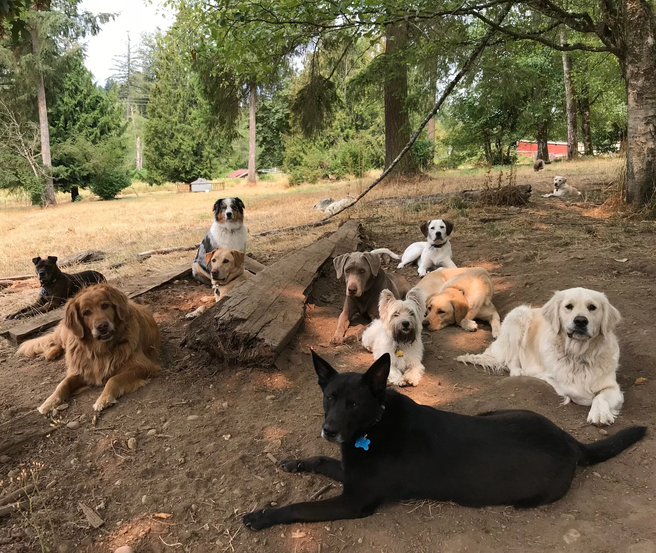 Services — UNLEASHED The Kennel Free Camp For Dogs