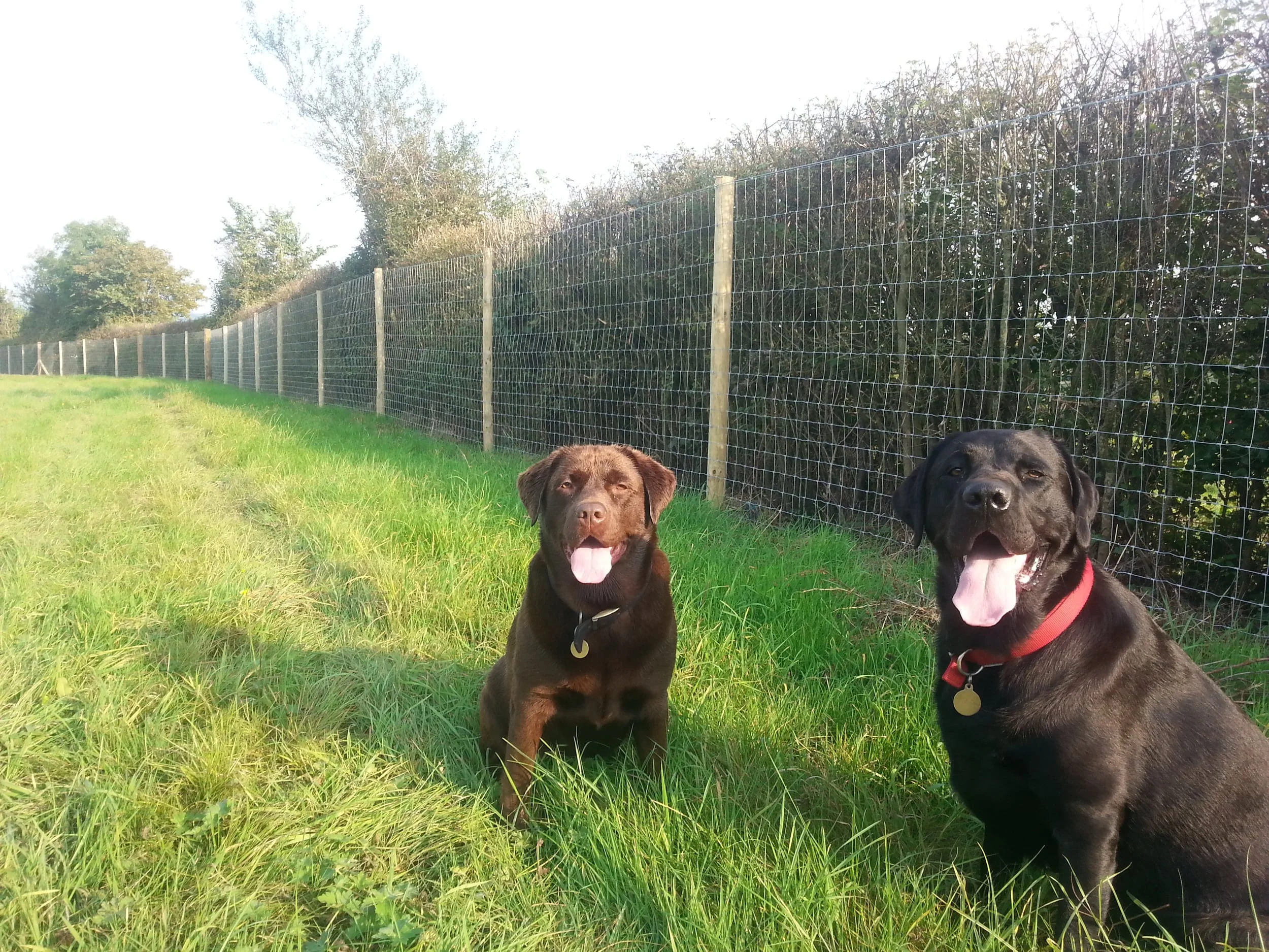 Secure Field Hire — Dog Training Frome & Secure Field Hire