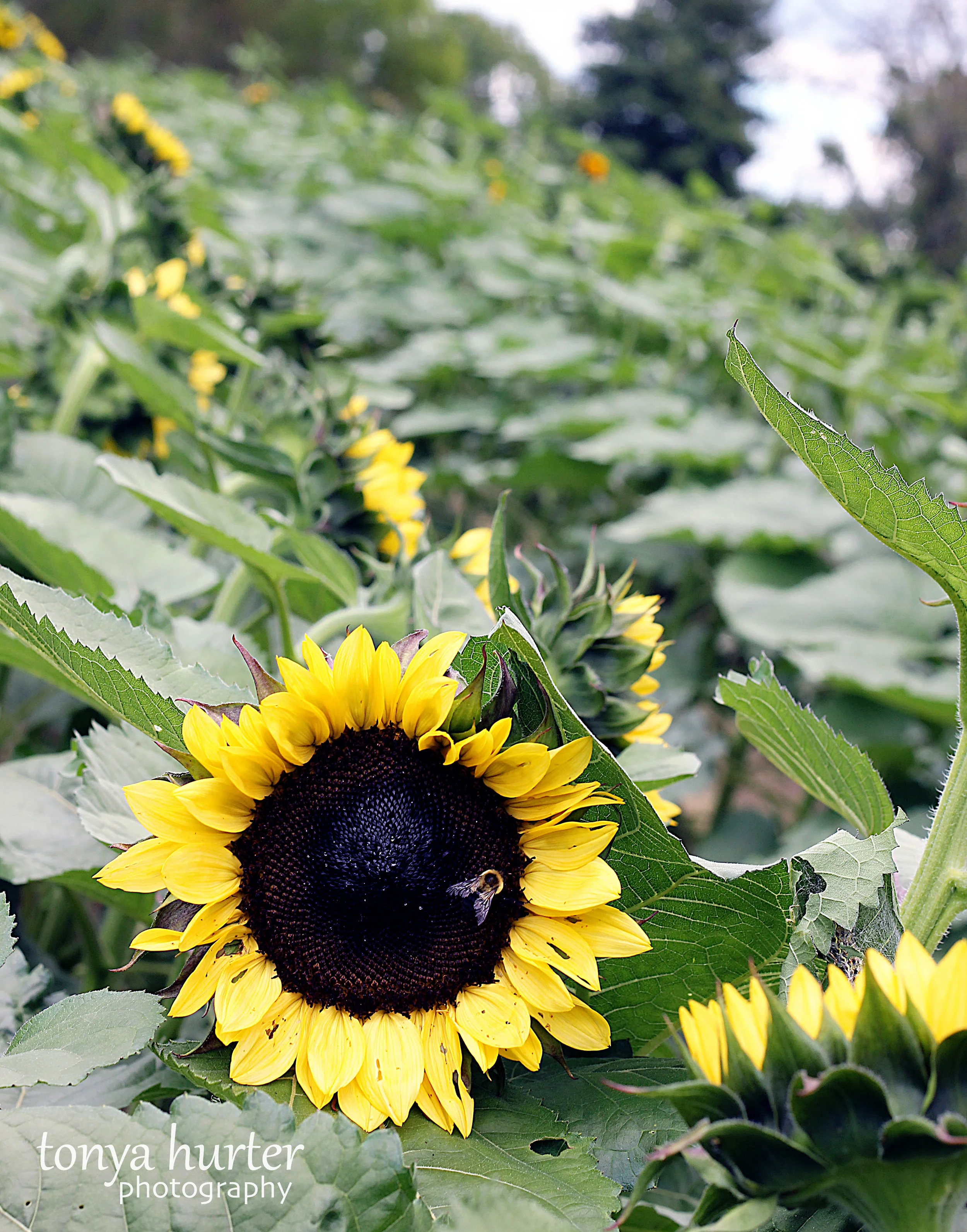 Smith's Nursery and Produce Farm