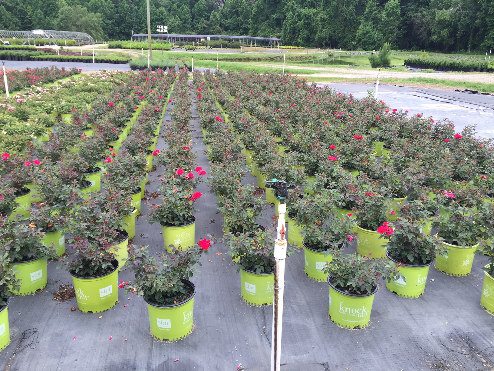 Wholesale Nursery — Smith's Nursery and Smith's Farm Market