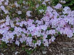 Azalea ‘Mangetsu’ — Smith's Nursery and Smith's Farm Market