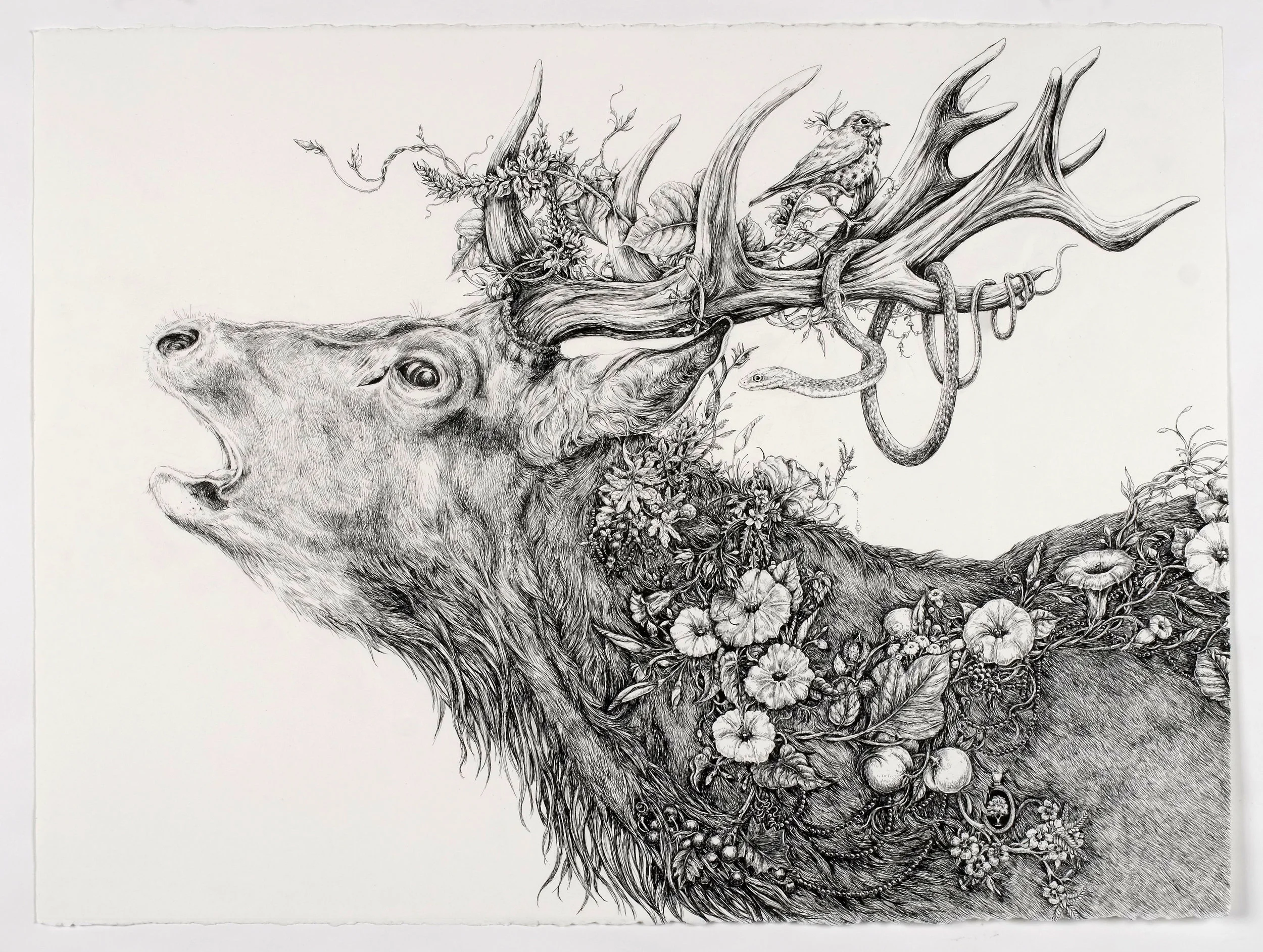 Ink Drawings — Laura Bell Studio