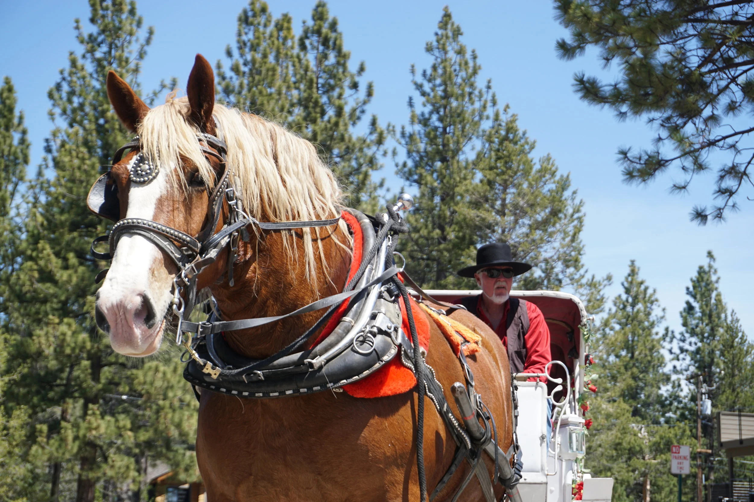 Borges Sleigh and Carriage Rides