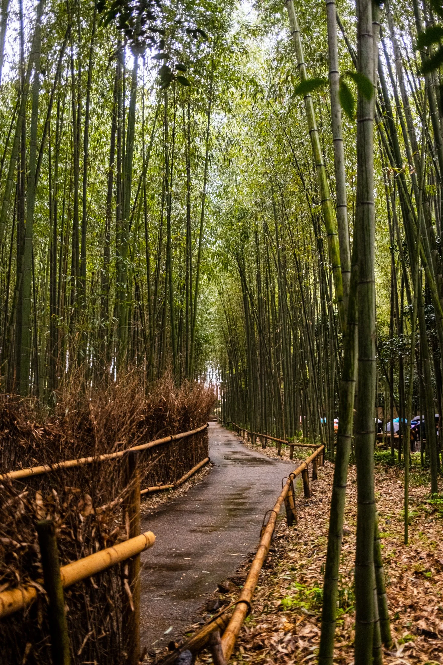Asia Adventures — Bryony Dixon Photography