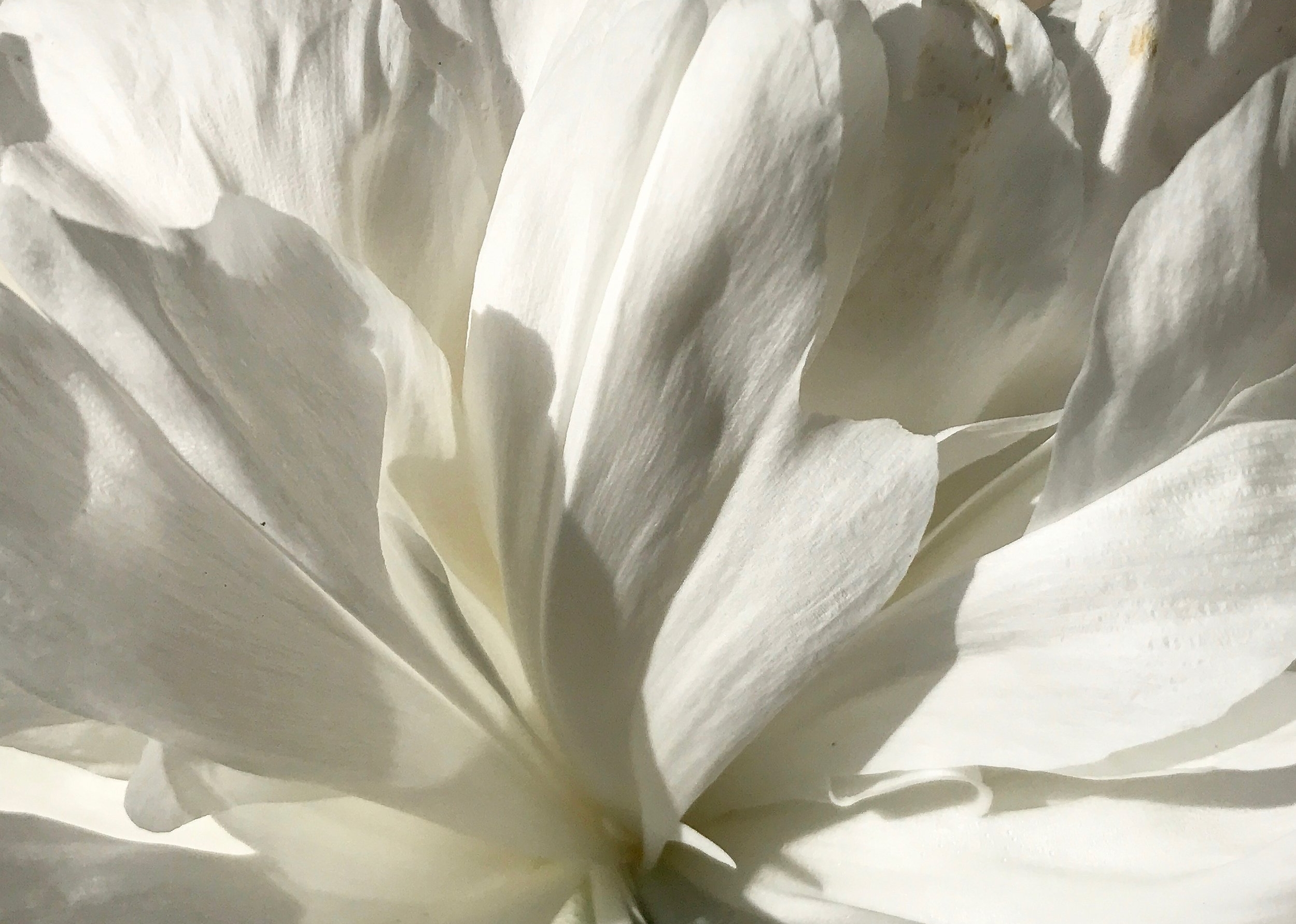 Spring — rinne allen