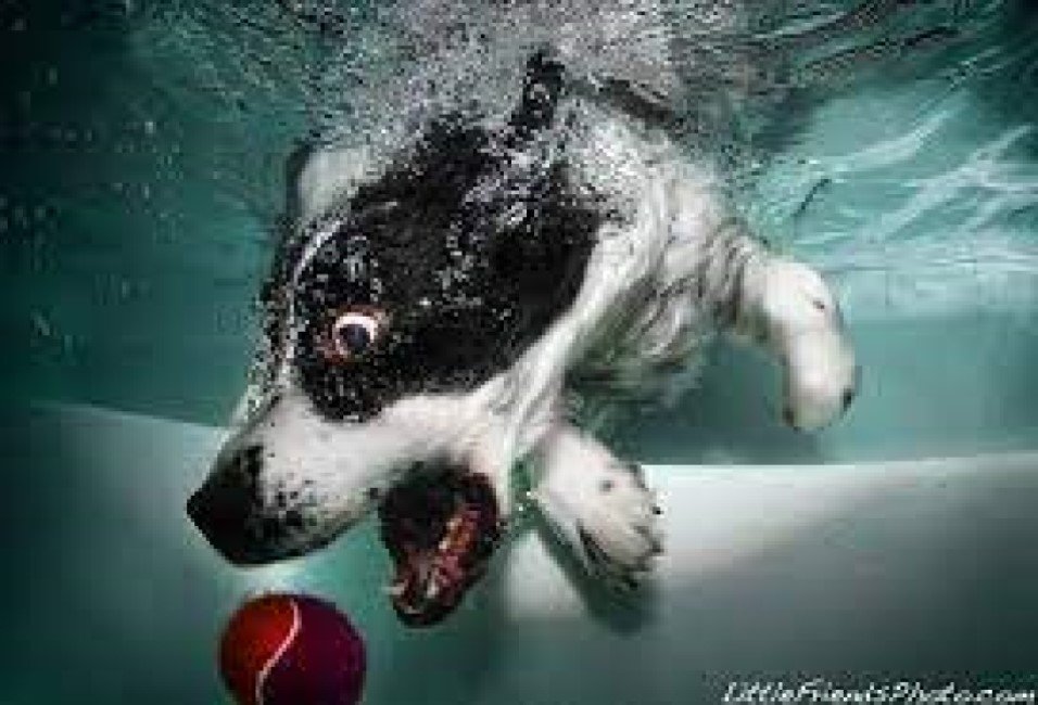 Greenbriar Pool Club