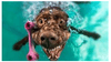 Greenbriar Pool Club