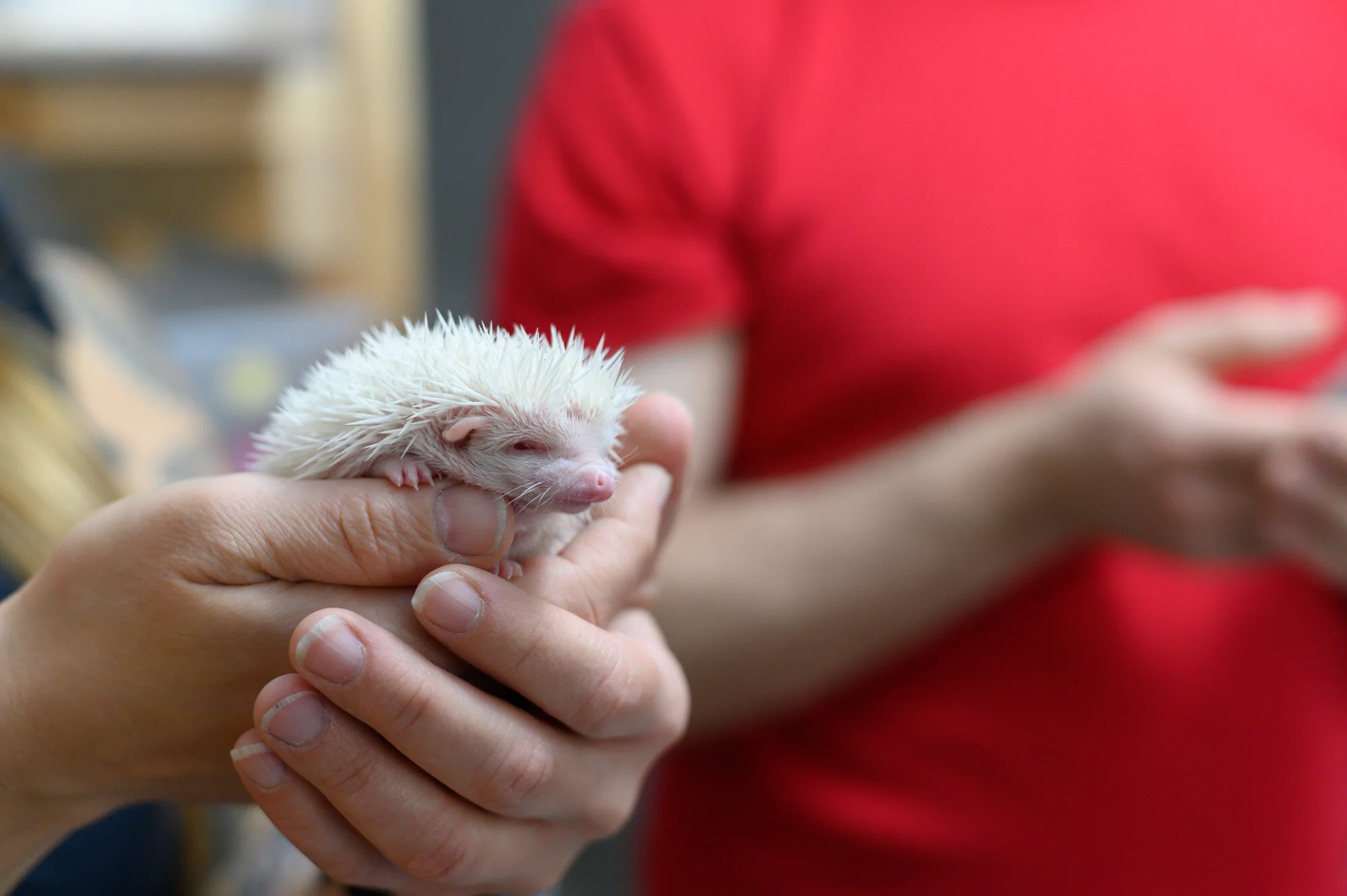 Newborn African Pygmy Hedgehog