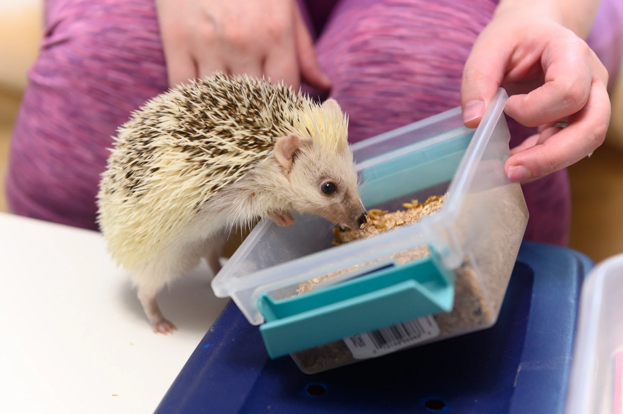 Full Grown Hedgehog Pet