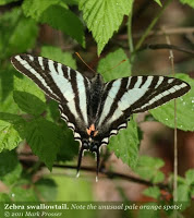 Connections: The Pawpaw Tree and the Zebra Swallowtail Butterfly — Blue ...