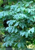 Connections: The Pawpaw Tree and the Zebra Swallowtail Butterfly — Blue ...