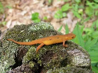 Beware the red eft — Blue Ridge Discovery Center