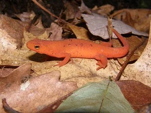 Beware the red eft — Blue Ridge Discovery Center