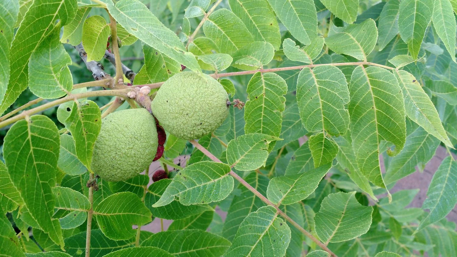 Black Walnut Tree Fruit