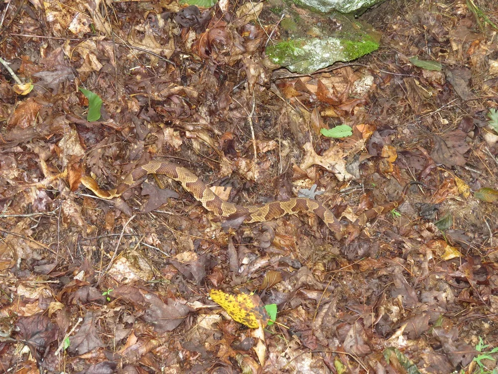 Copperhead or Not? — Blue Ridge Discovery Center