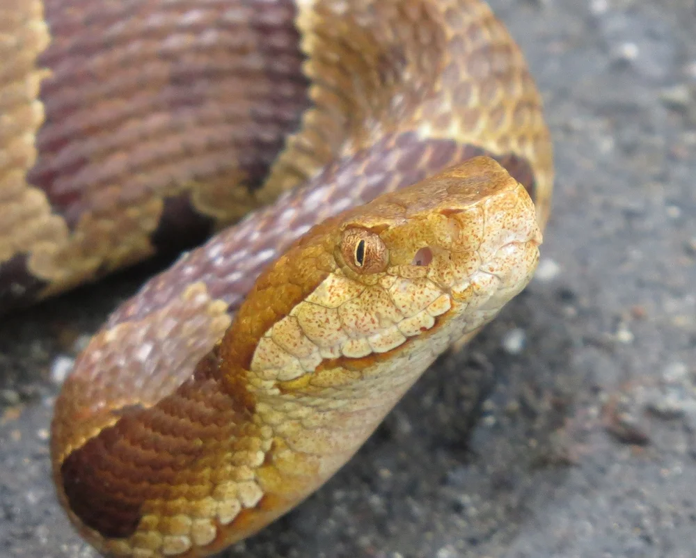 Copperhead Snake Head Shape