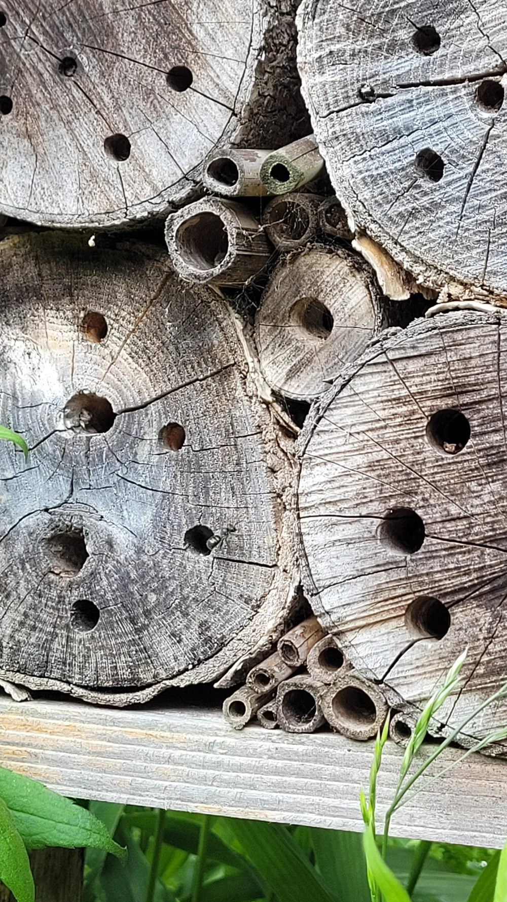 Build a Bee Hotel for World Bee Day — Blue Ridge Discovery Center