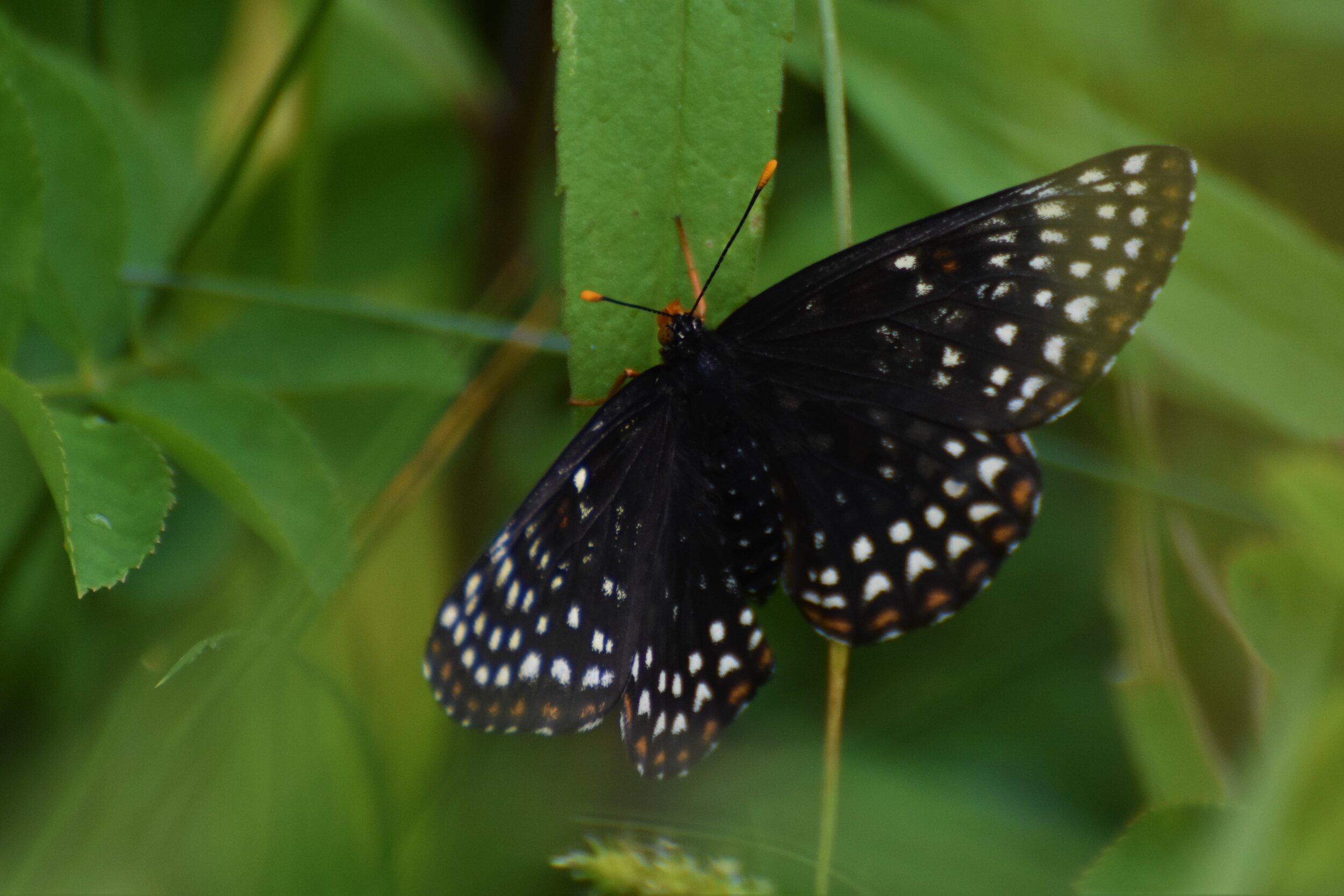 Volunteer Weekend (In Lieu of Summer MRNR) — Blue Ridge Discovery Center