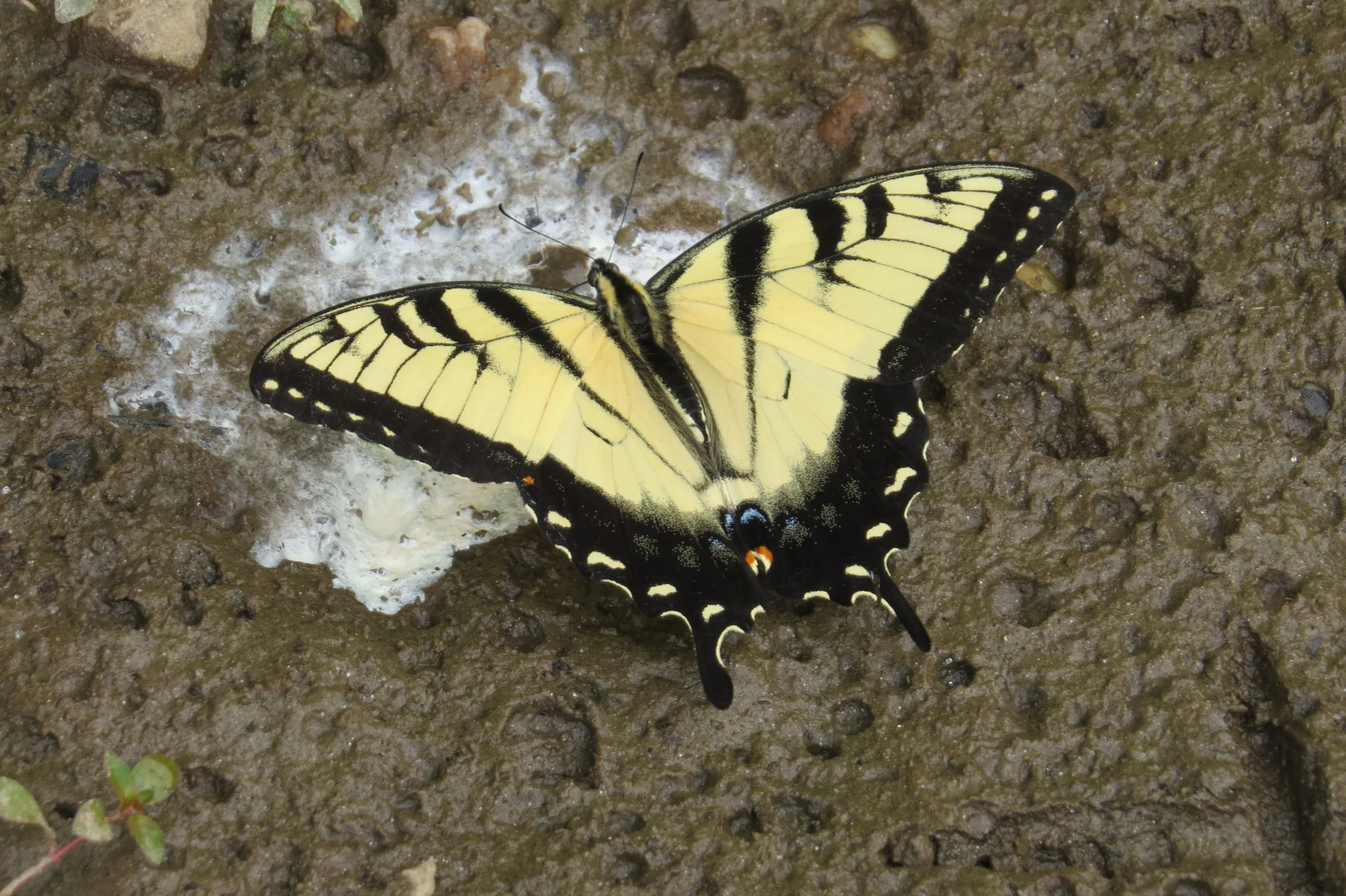 Summer Butterfly Count — Blue Ridge Discovery Center