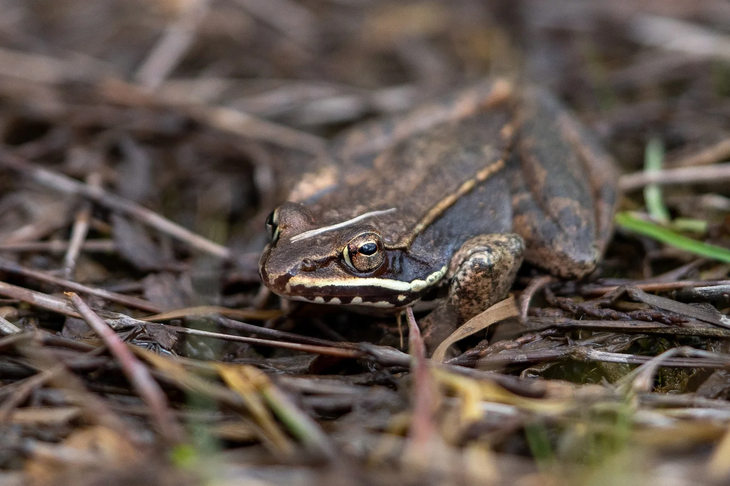 Frozen Frogs: The Wood Frog's Unique Defense Against Winter Conditions ...