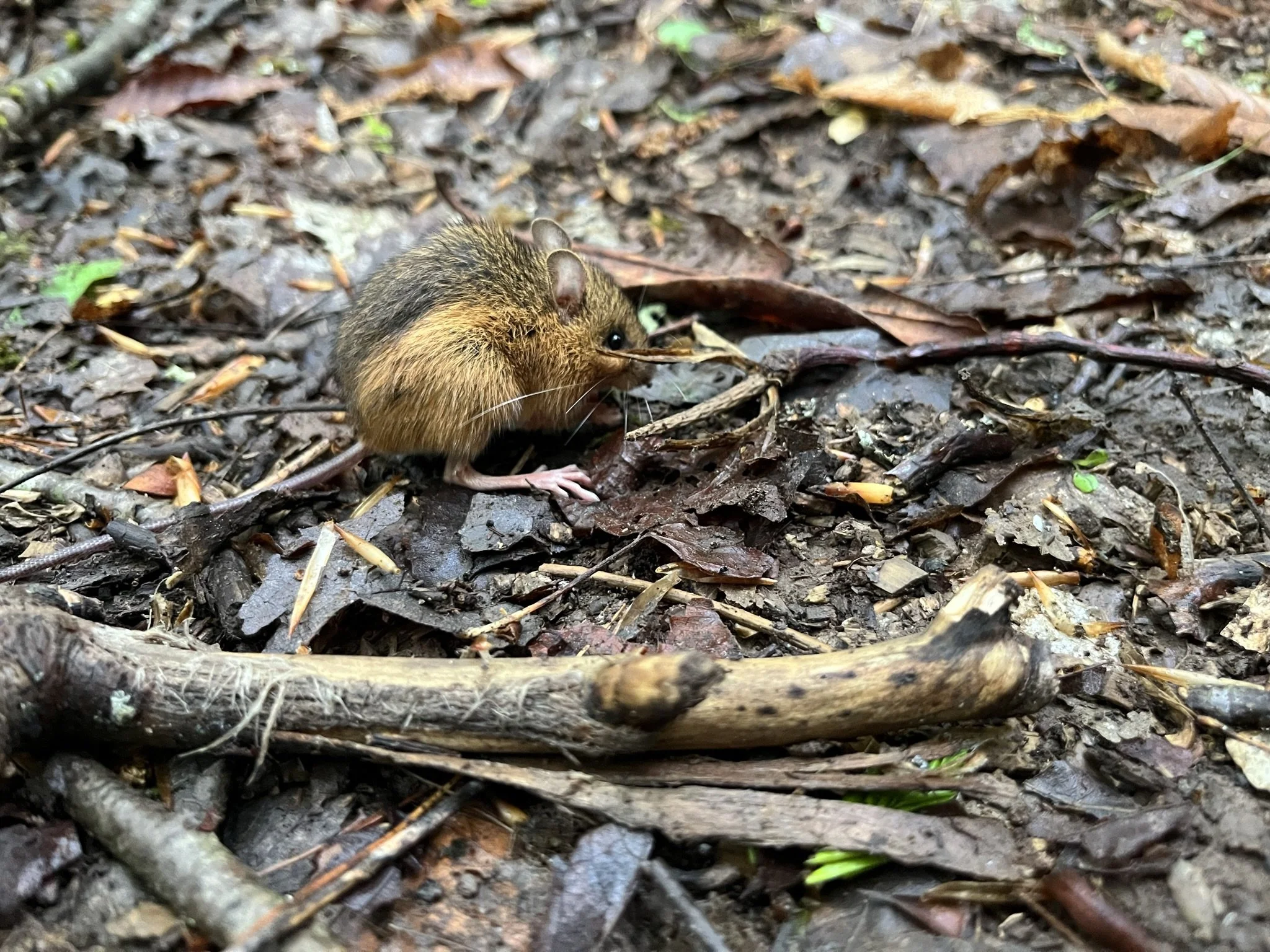 Wildlife Preparing for Winter: Small Mammals — Blue Ridge Discovery Center