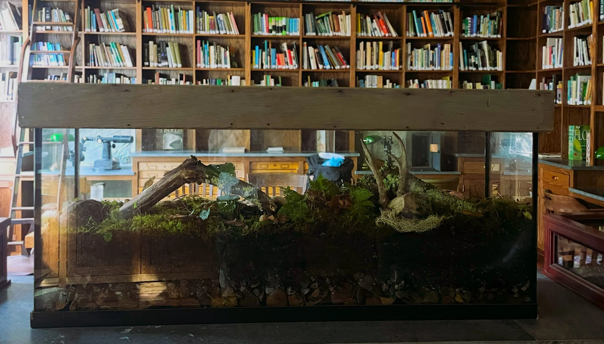 Containing Wonder - Creating Terrariums — Blue Ridge Discovery Center