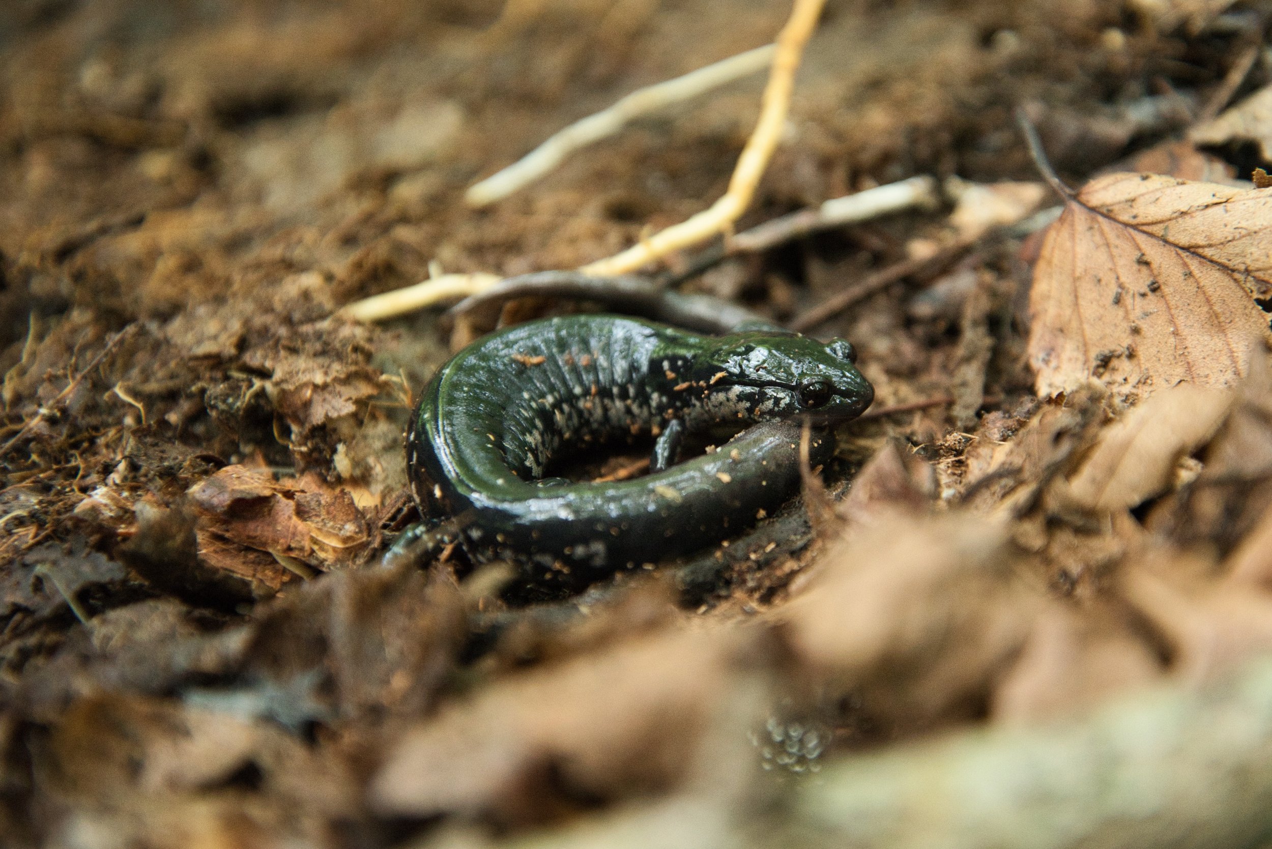 Springtime Salamanders — Blue Ridge Discovery Center