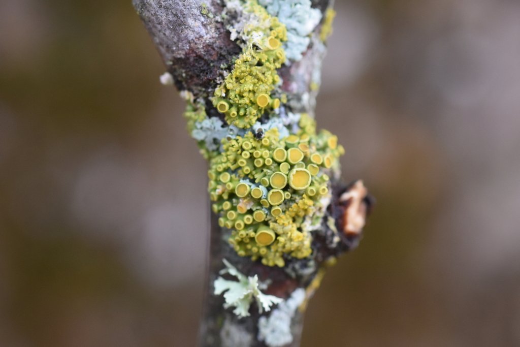 The Lichen Light Show of Mt. Rogers — Blue Ridge Discovery Center