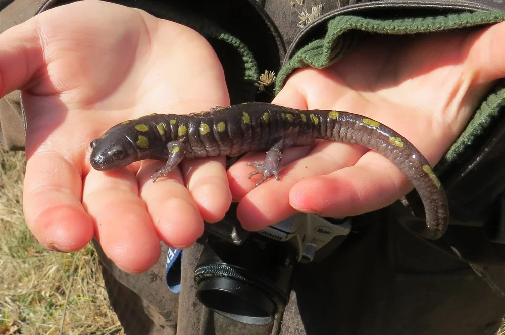 Spring Salamander Migration — Blue Ridge Discovery Center
