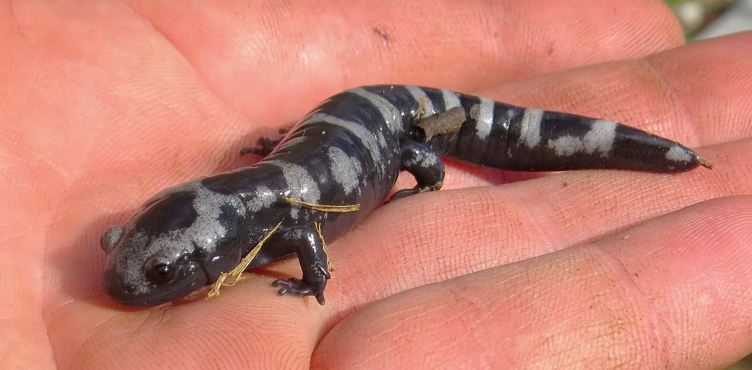 Spring Salamander Migration — Blue Ridge Discovery Center