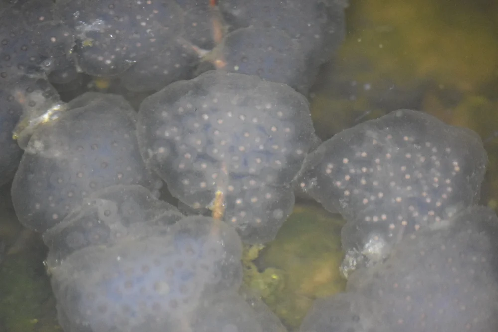 Spring Salamander Migration — Blue Ridge Discovery Center