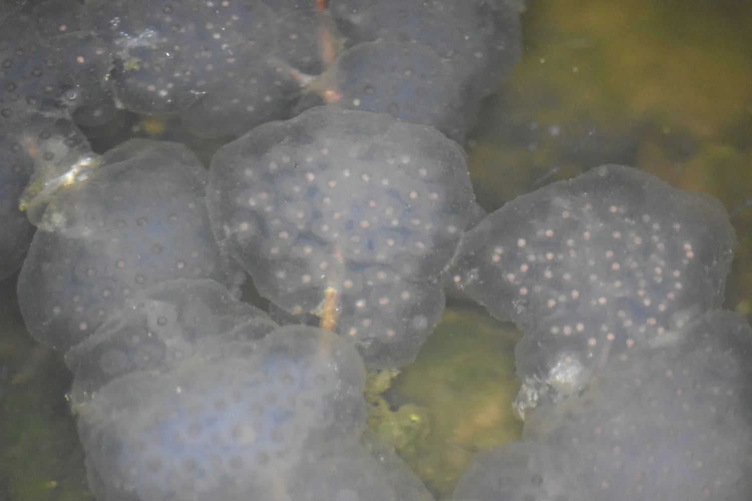 Spring Salamander Migration — Blue Ridge Discovery Center