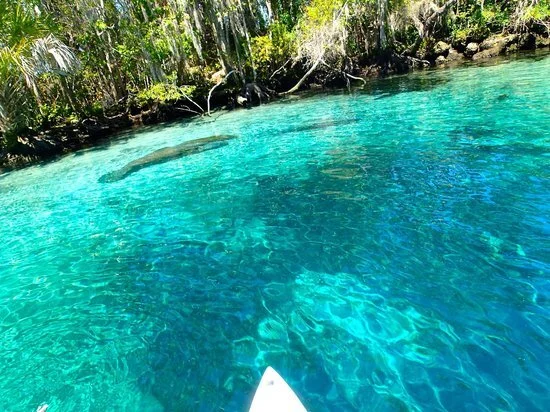 Crystal River paddleboard and kayak rentals