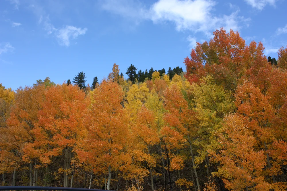 Decorating with the traditional colors of fall! — Beckwith's Treasures