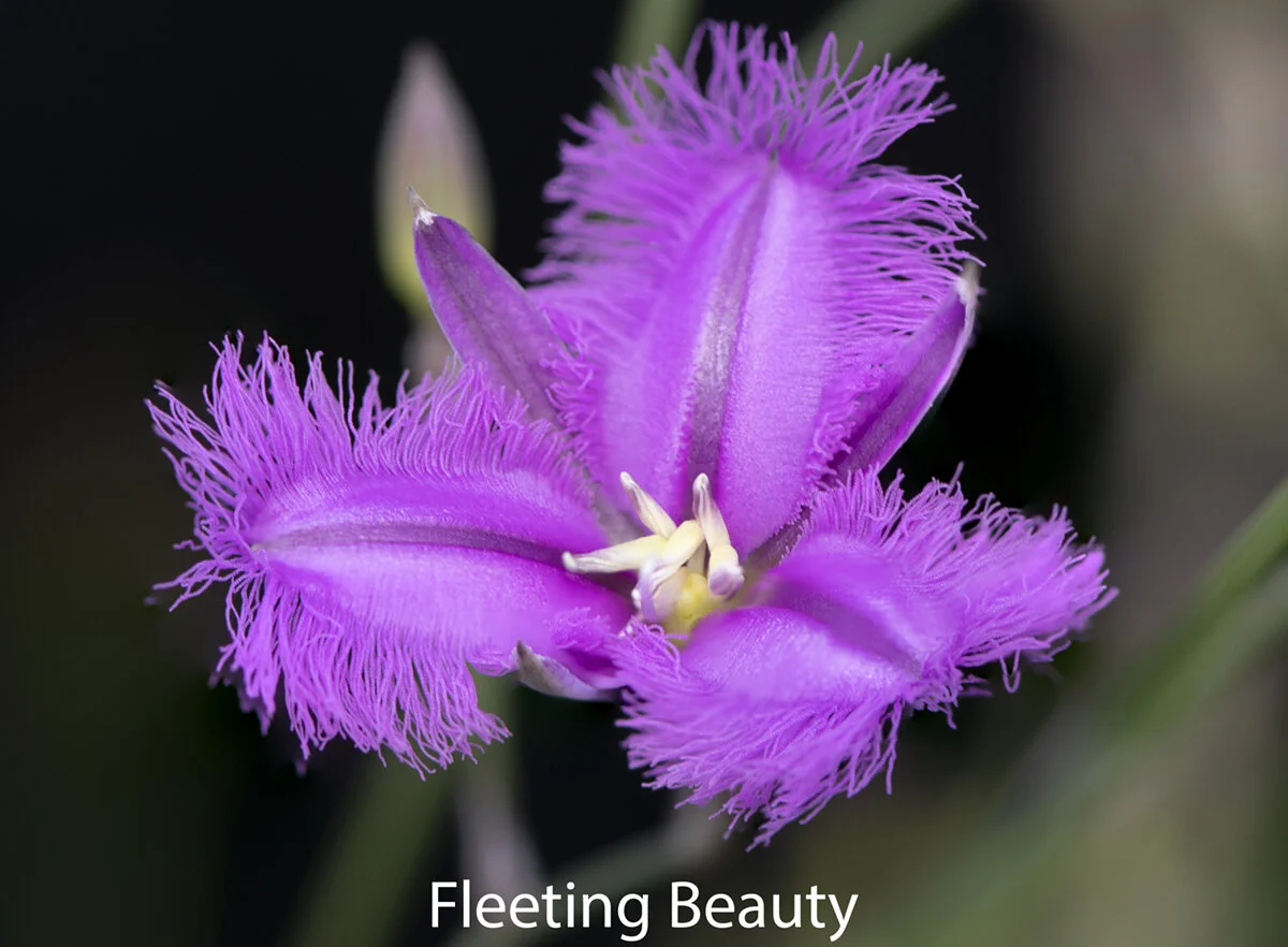 Pamela Pauline Pamela Pauline Photography Blog The Fleeting Fringe Lily