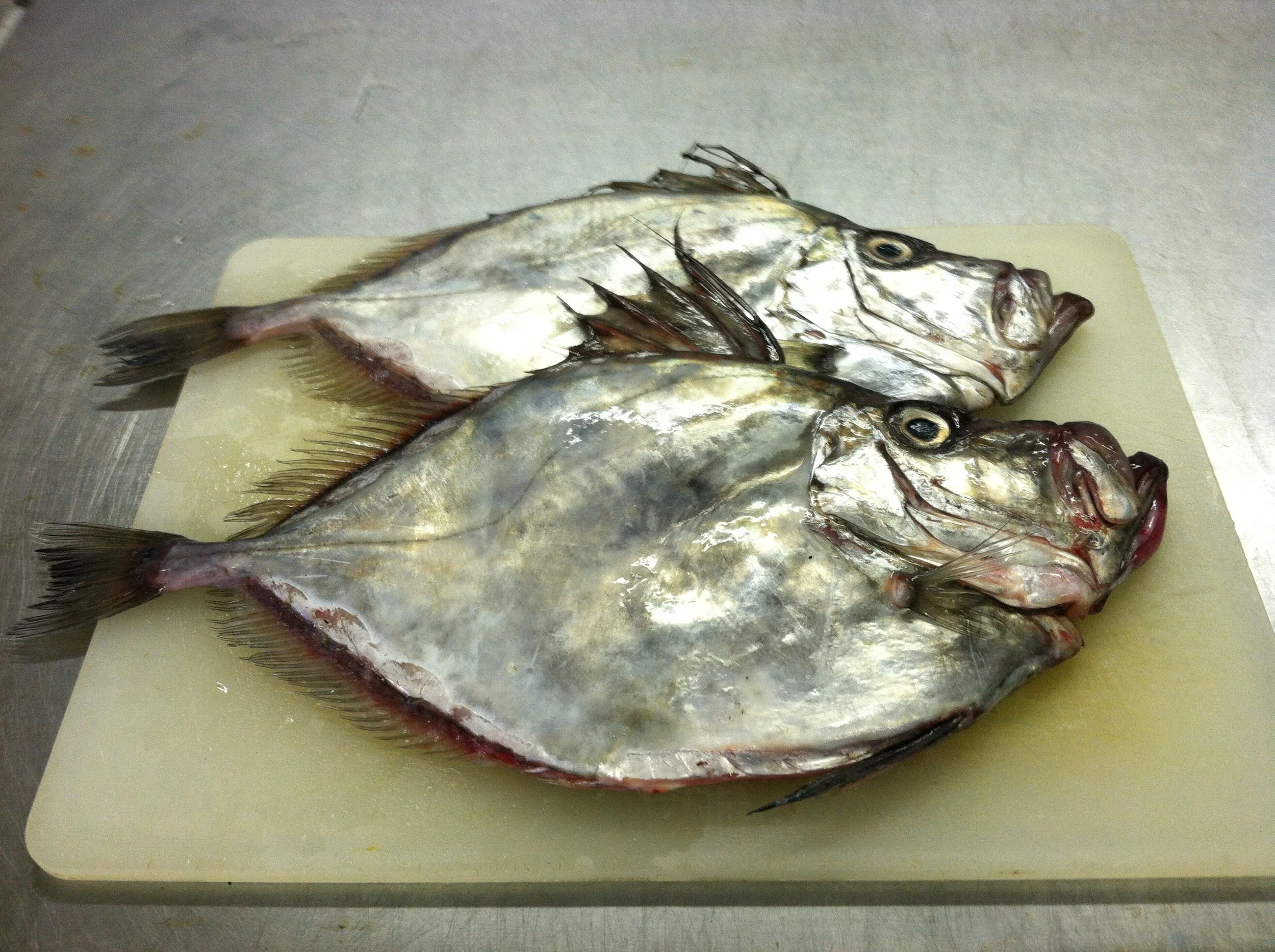 Dory Fish