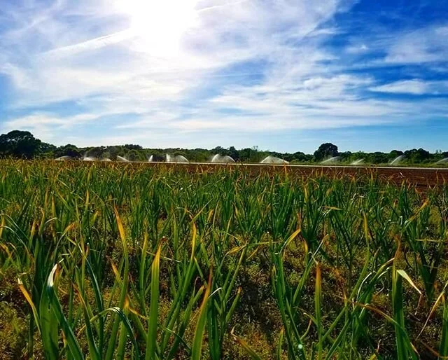 What we grow — Golden Earthworm Organic Farm - Long Island & Queens CSA