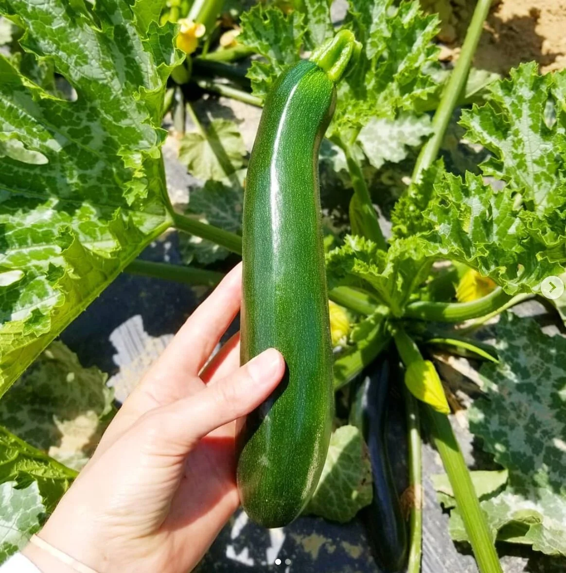 CSA 2020 - Week #5 — Golden Earthworm Organic Farm - Long Island ...