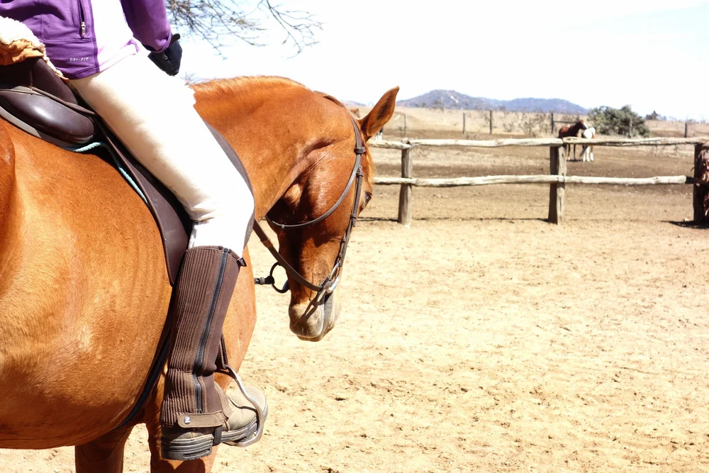 EQUITATION SCIENCE TRAINING