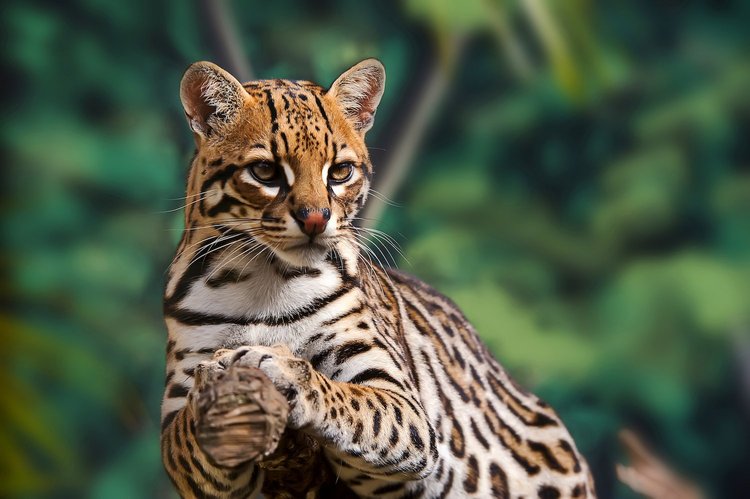 Artisan organic chocolate made in Scotland | Ocelot Chocolate