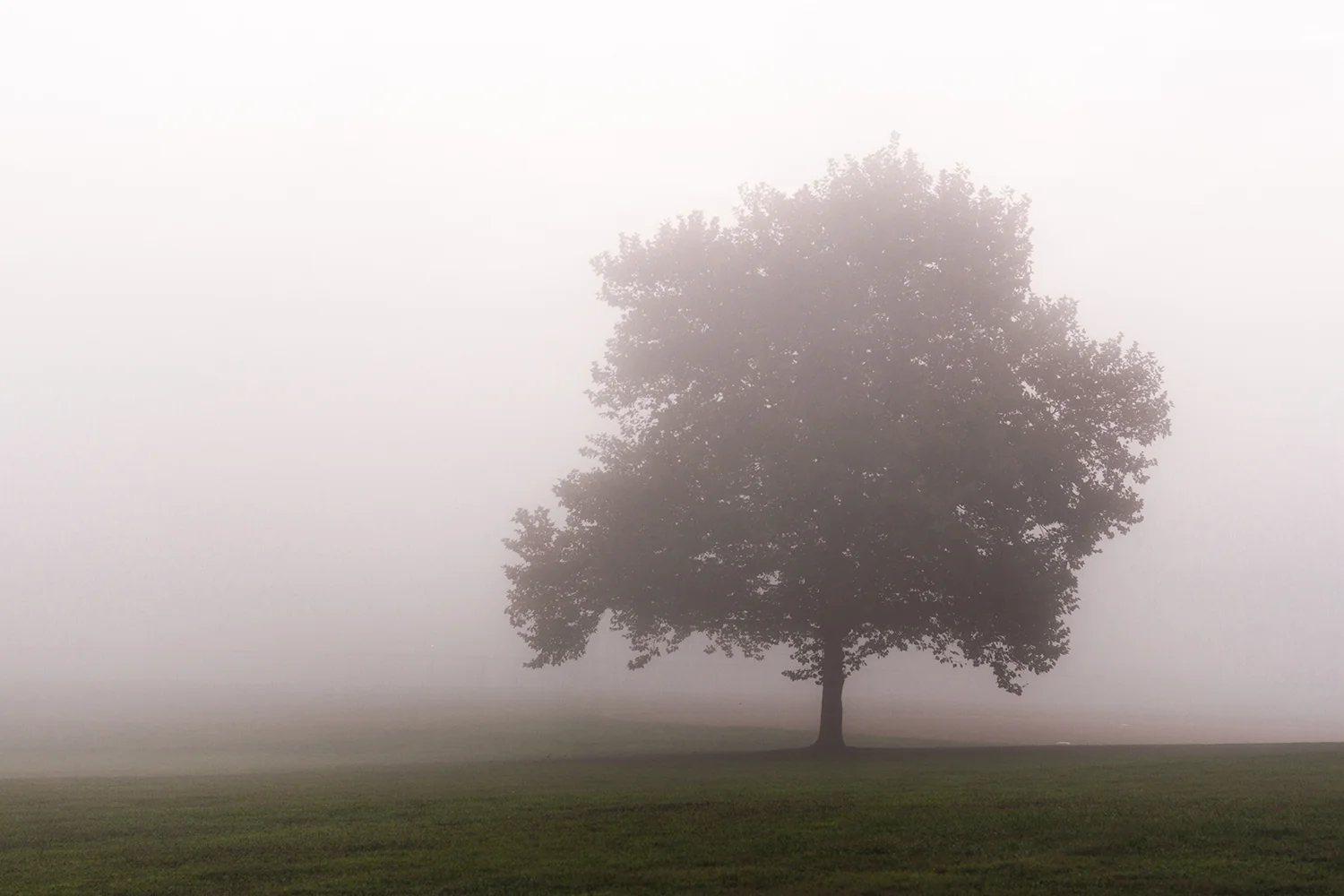 Early Morning Foggy Landscapes — Write Lighting | Photography | Videos ...