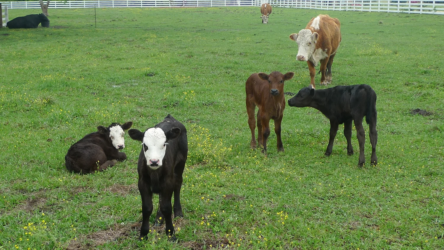 Berry Hill Farm