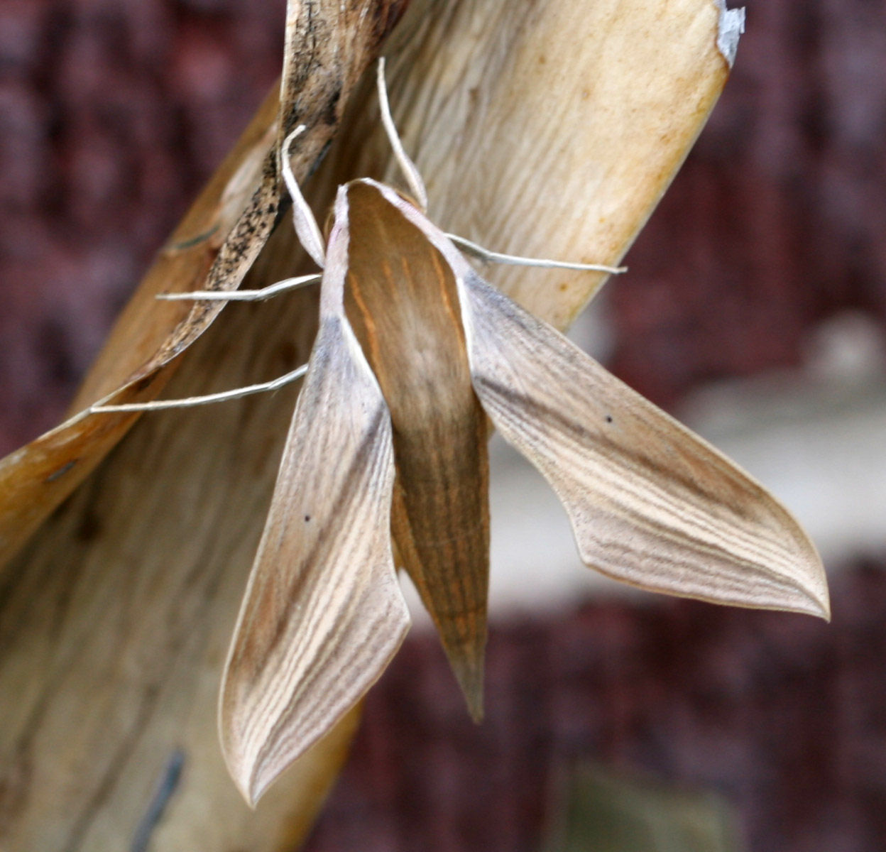 Common Large Moths — Texas Insect Identification Tools