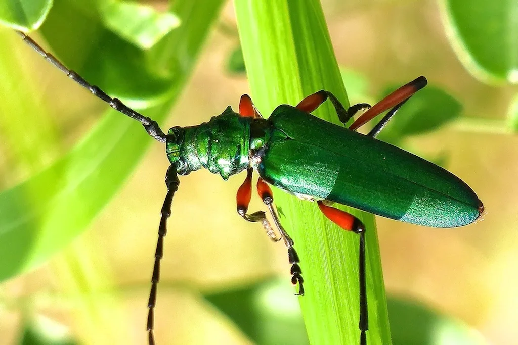 Large Common Beetles — Texas Insect Identification Tools