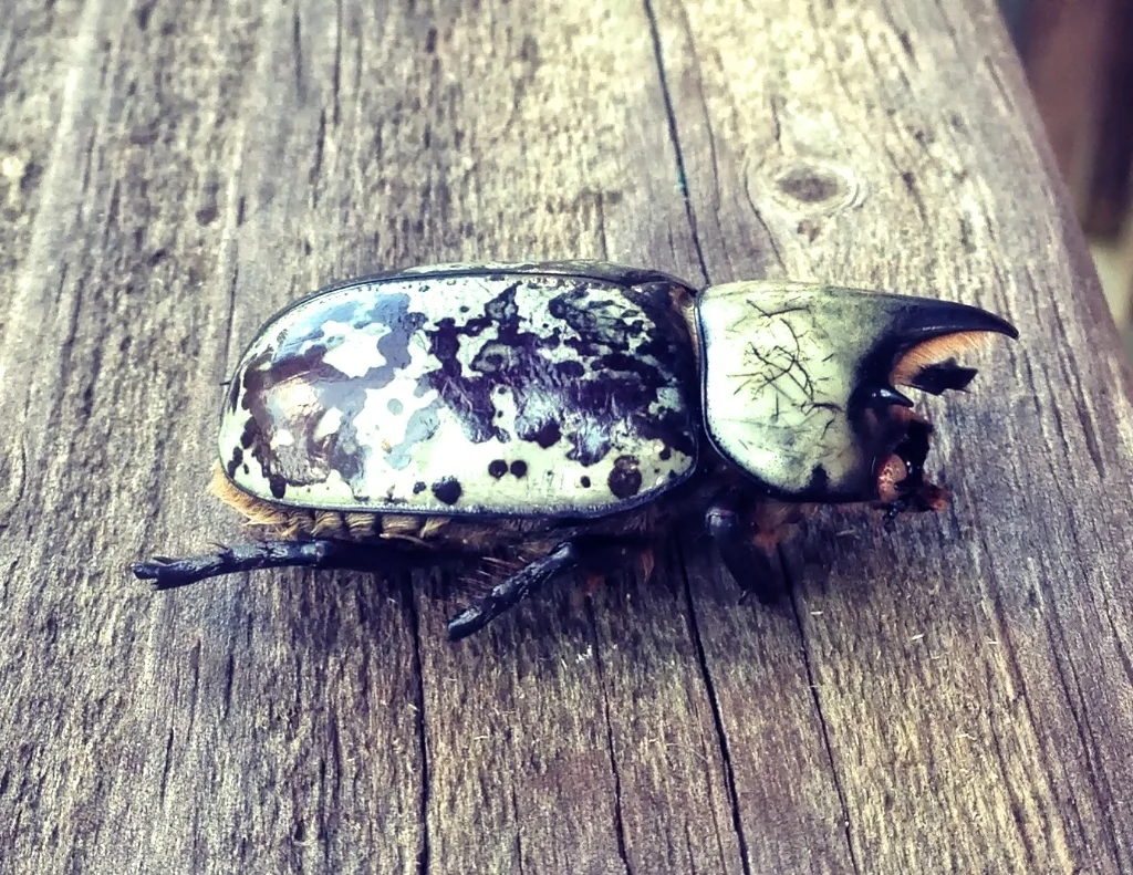 Large Common Beetles — Texas Insect Identification Tools