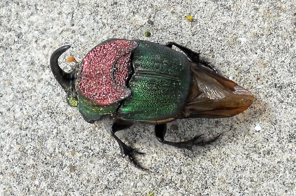 Large Common Beetles — Texas Insect Identification Tools