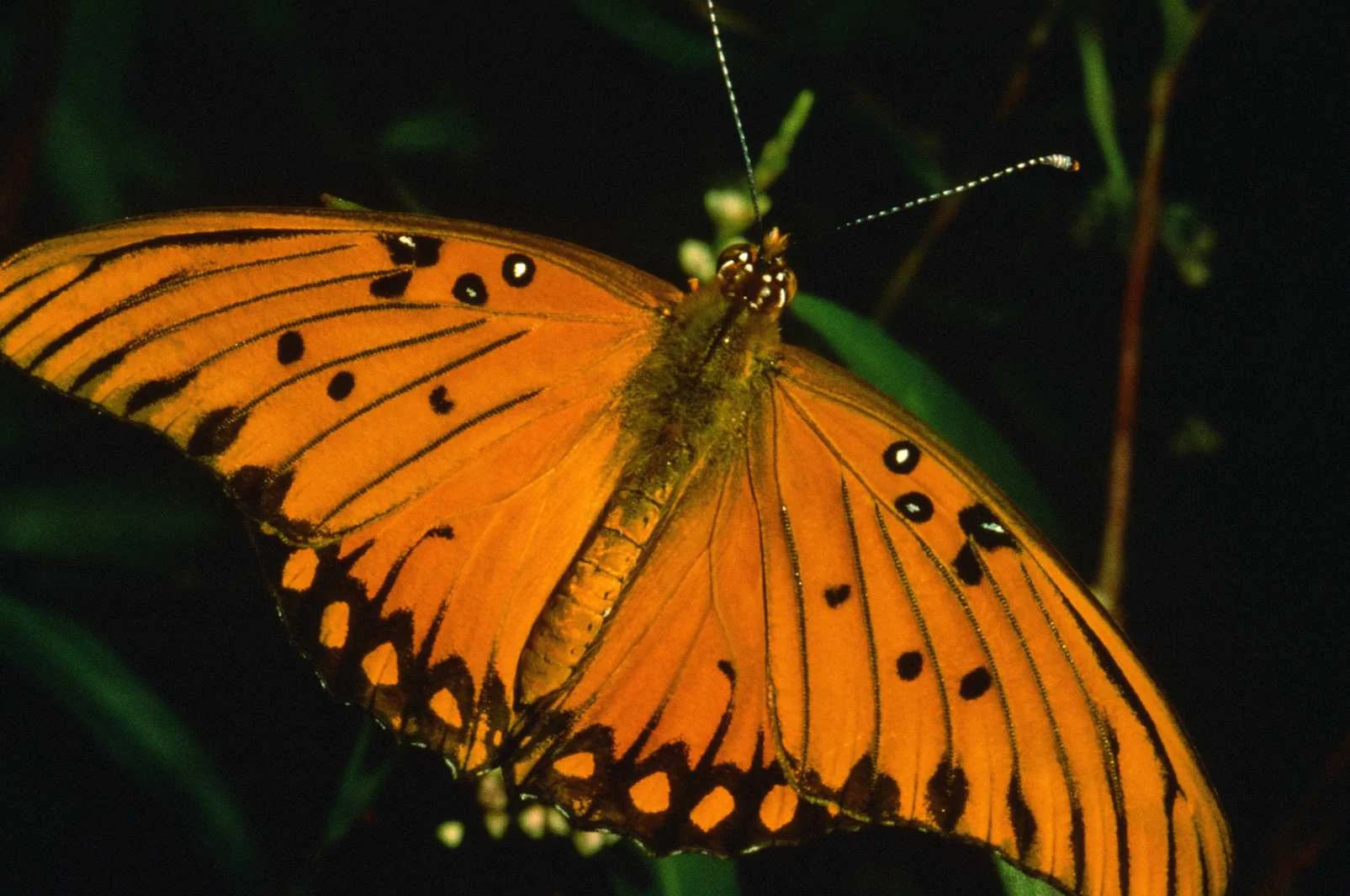 Common Butterflies — Texas Insect Identification Tools