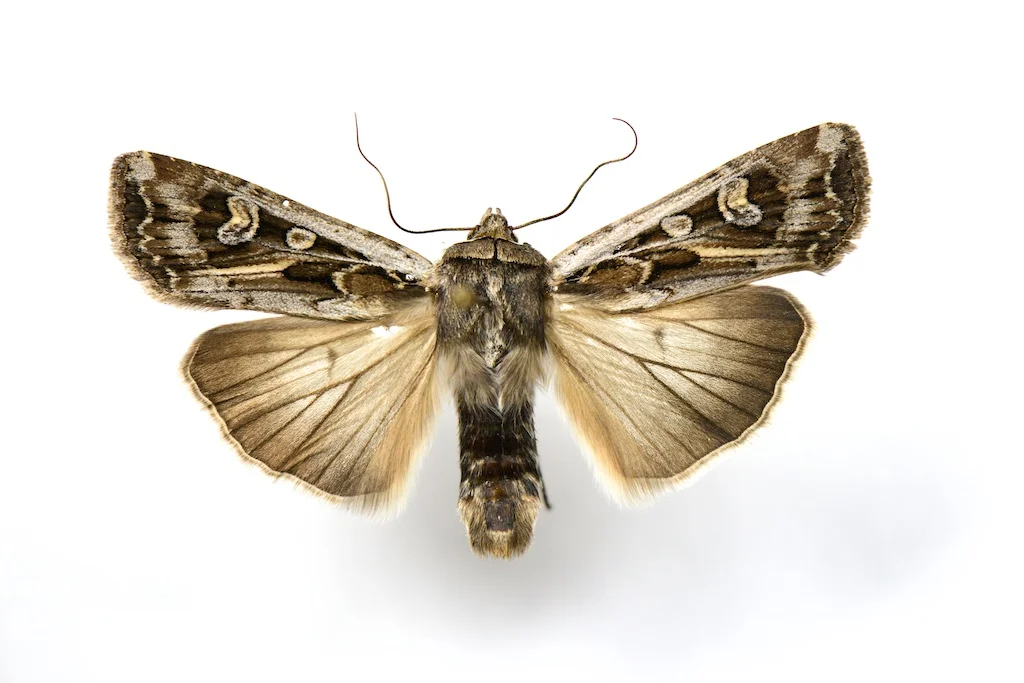 Miller Moths; Army cutworm (April 28, 2014) — Texas Insect ...